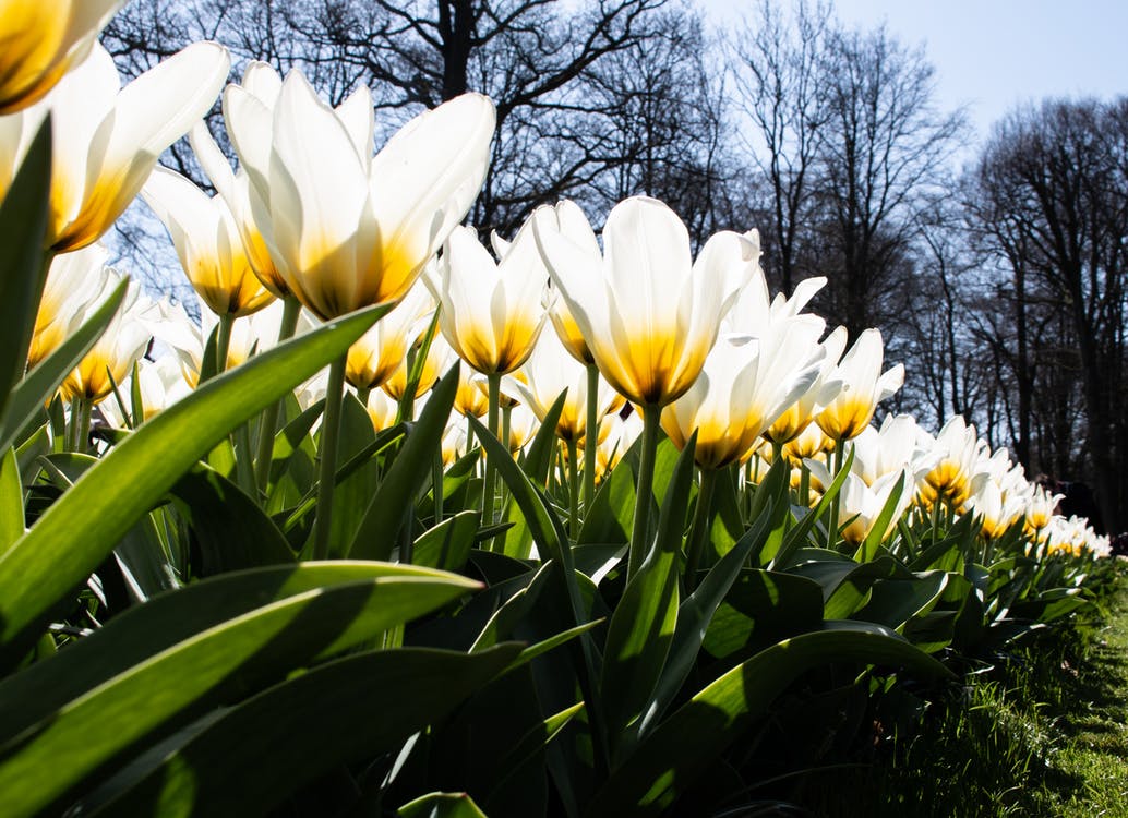 Primavera começou e é considerada por muitos a estação mais bonita do ...